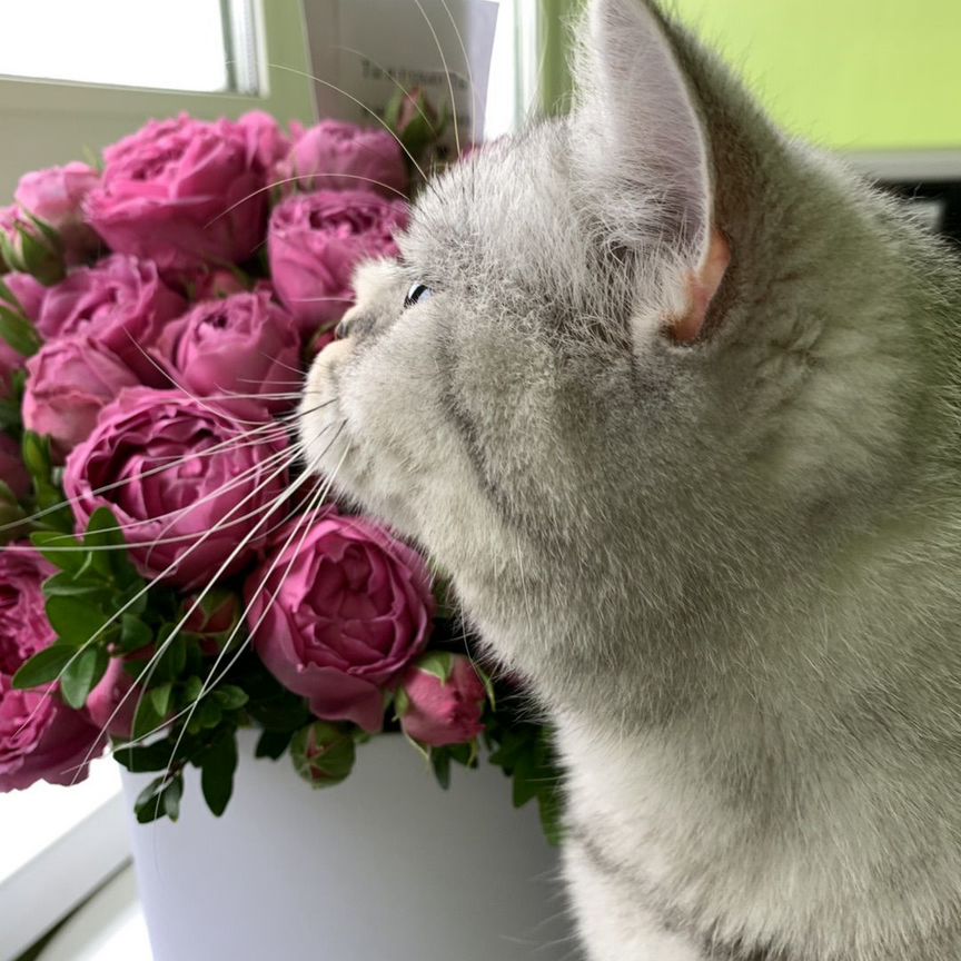 Шотландская прямоухая