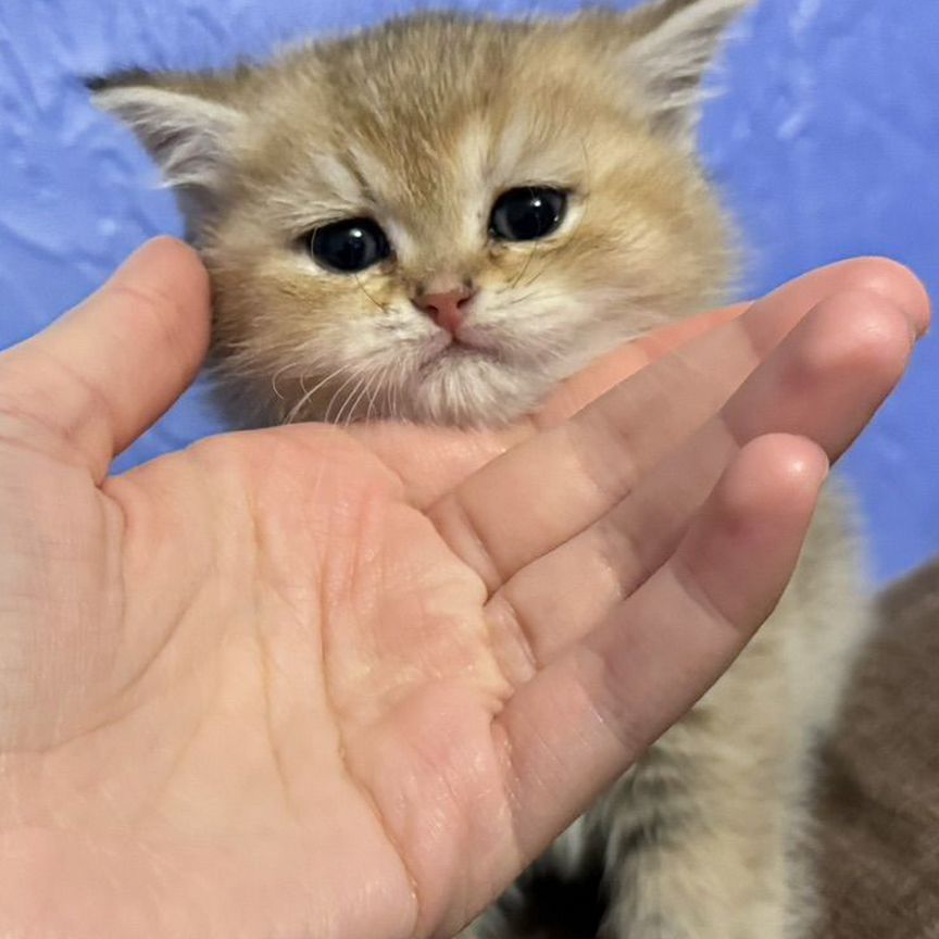 Золотая шиншила котенок