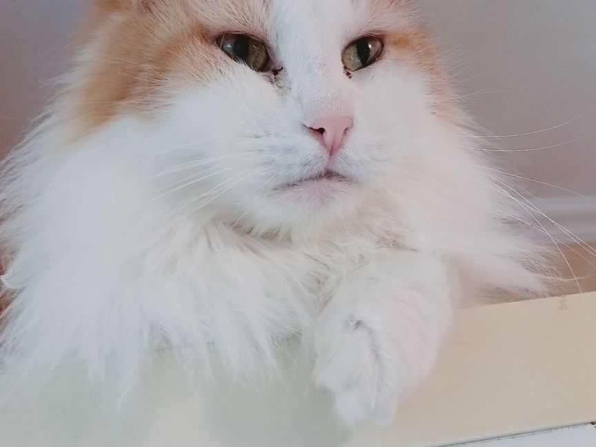 Кот турецкий ван