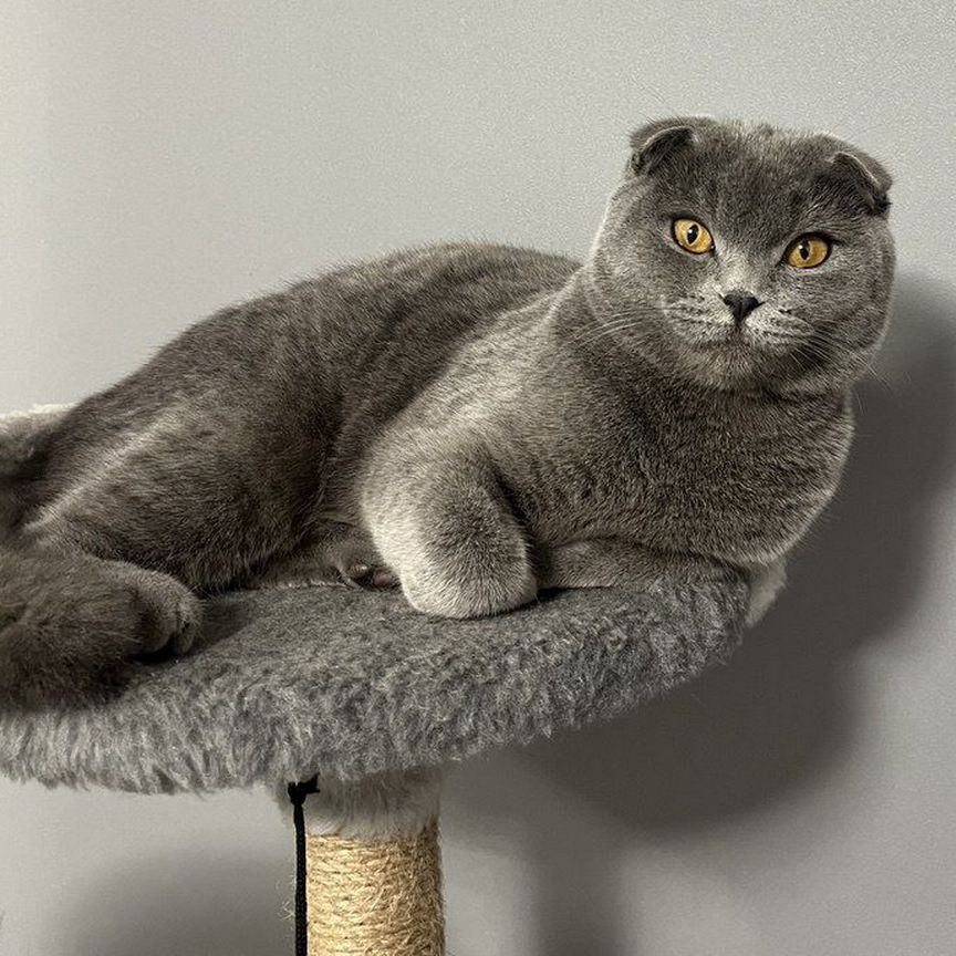 Ищем кота на вязку