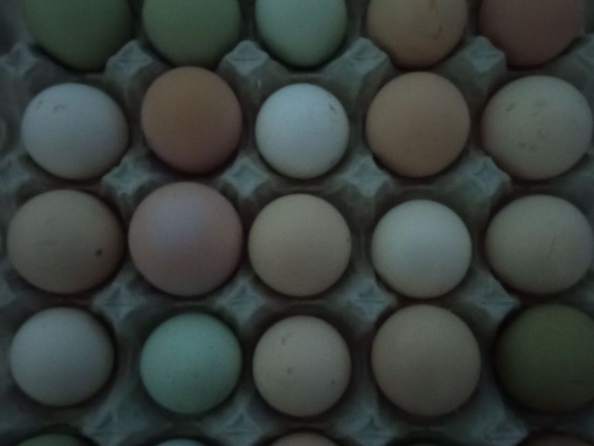 Домашние куриные яйца