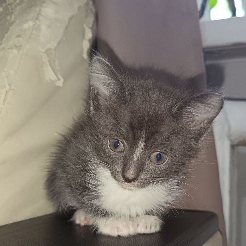 Котёнок в добрые руки