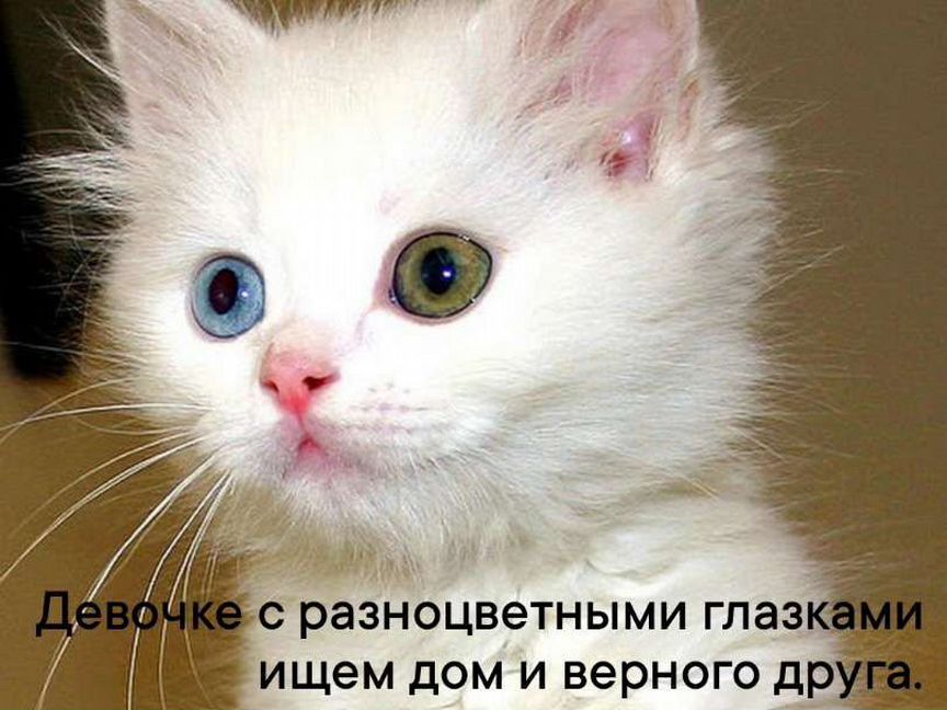 Белая красотка с разноцветными глазками