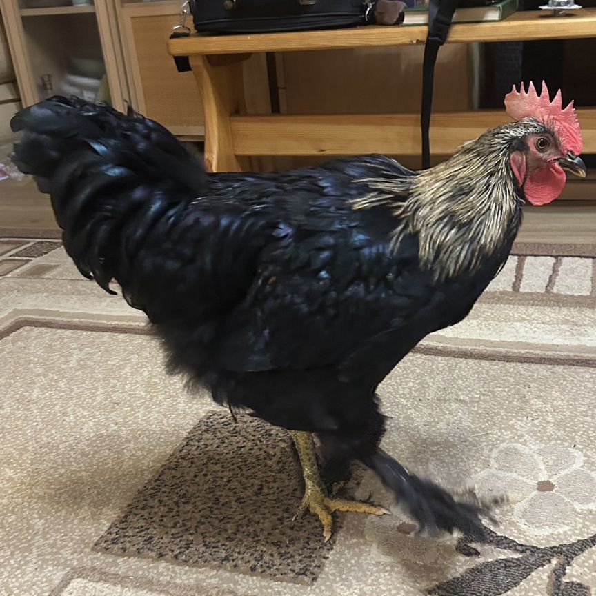 Петух брама 4 месяца