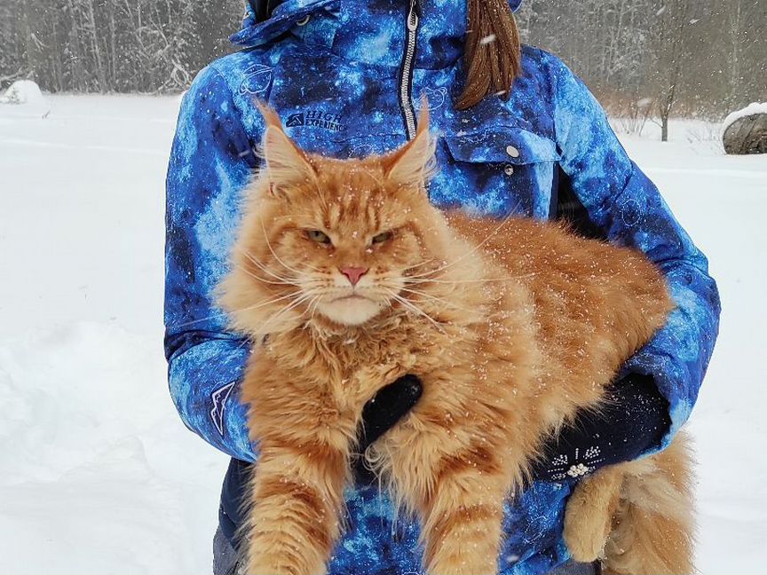 Мейн-кун