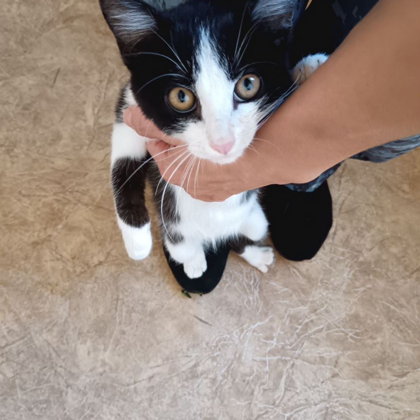 Котенок Феликс в добрые руки