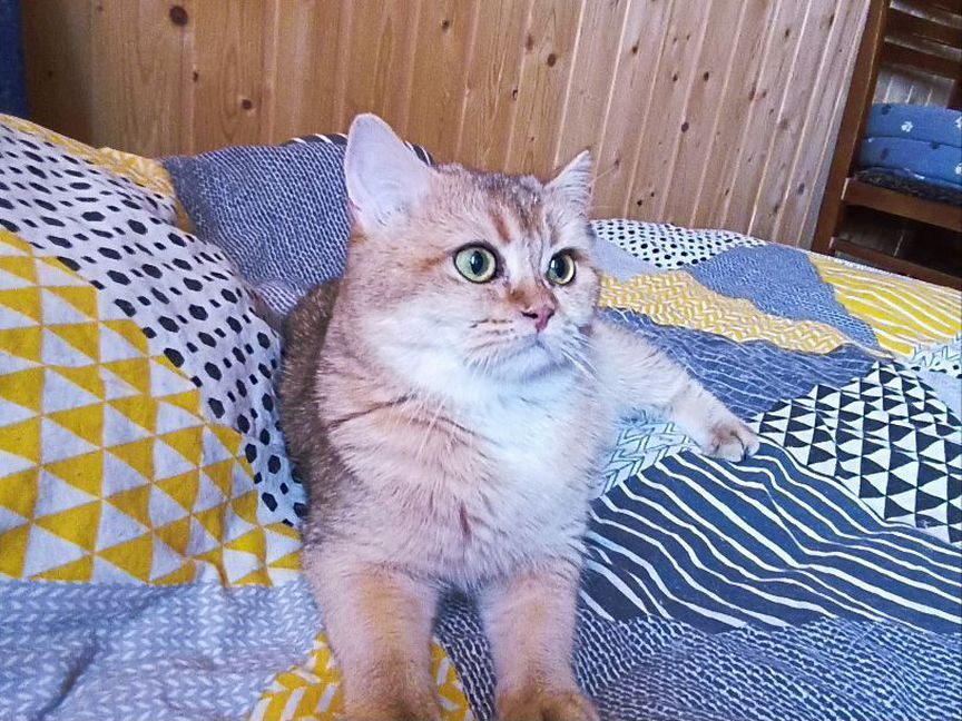 Молодая золотая шиншилла девочка