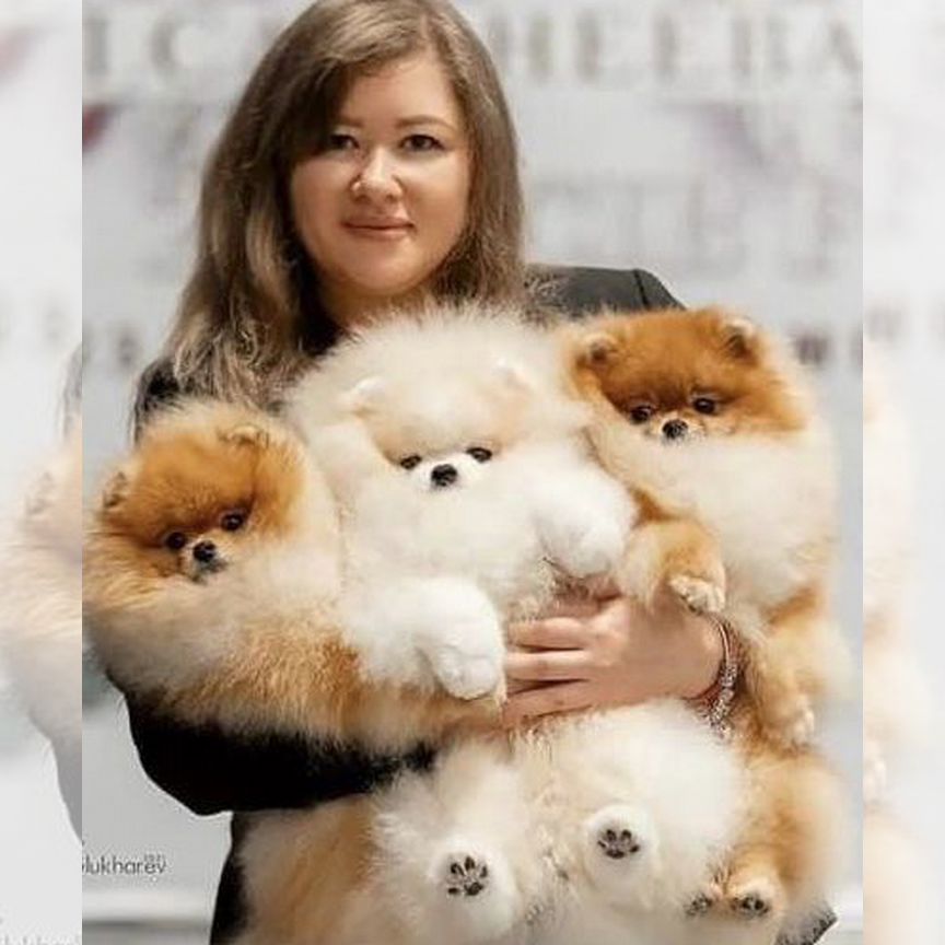 Померанский шпиц, щенок