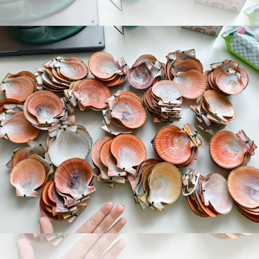 Ракушки морского гребешка