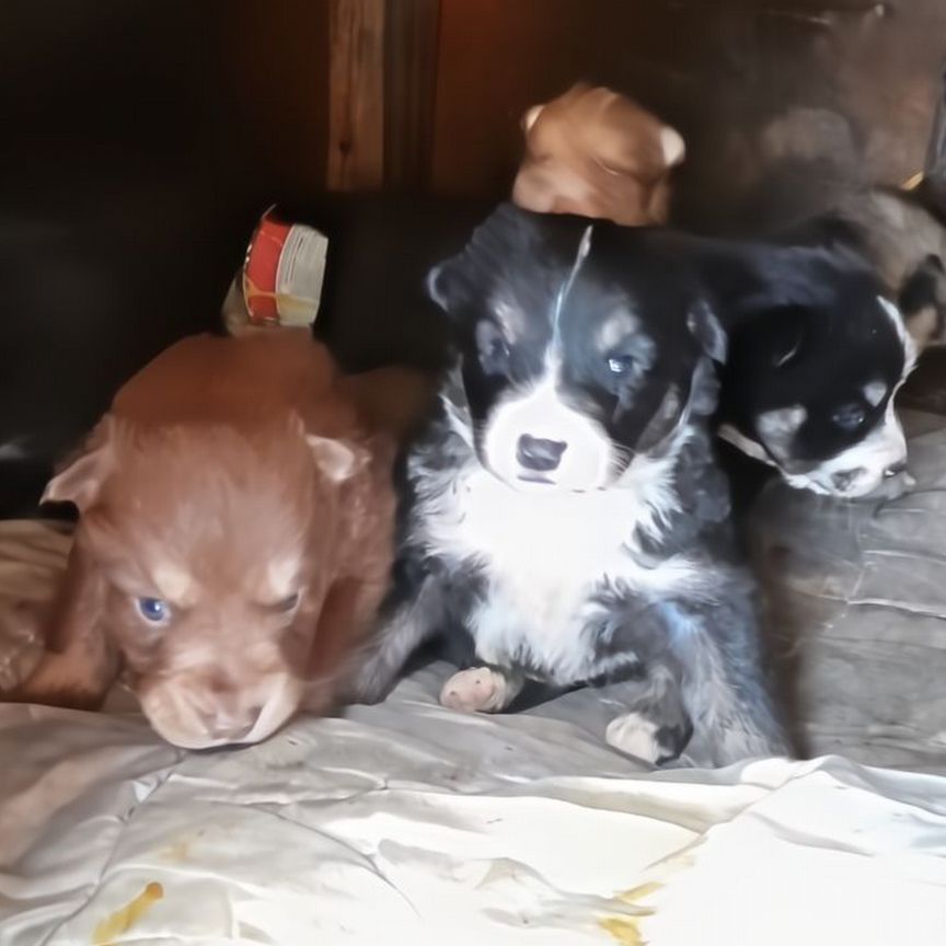 Щенок в добрые руки