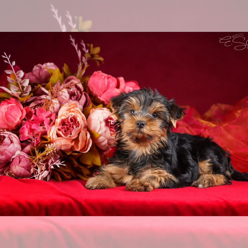 Йоркширский терьер, щенок