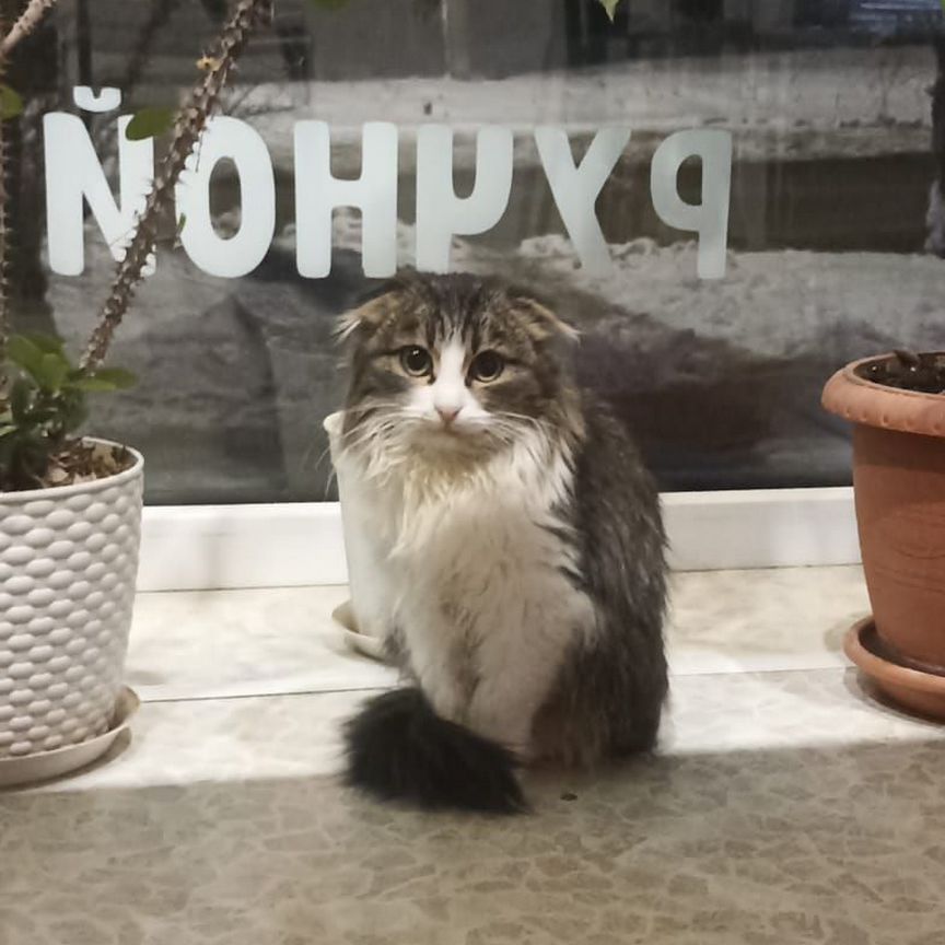 Котенок в добрые руки