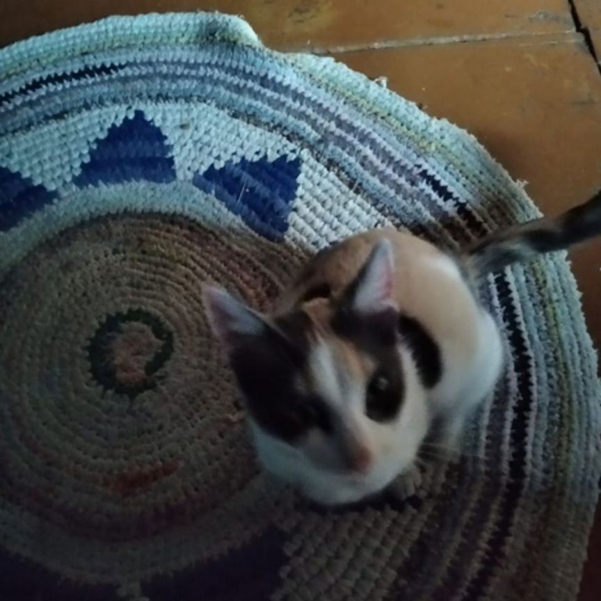 Кошка ищет дом