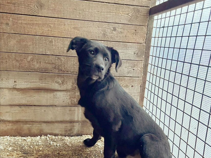 Маленький щенок из приюта Нил