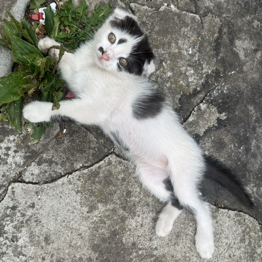 Отдам котят в добрый ручки