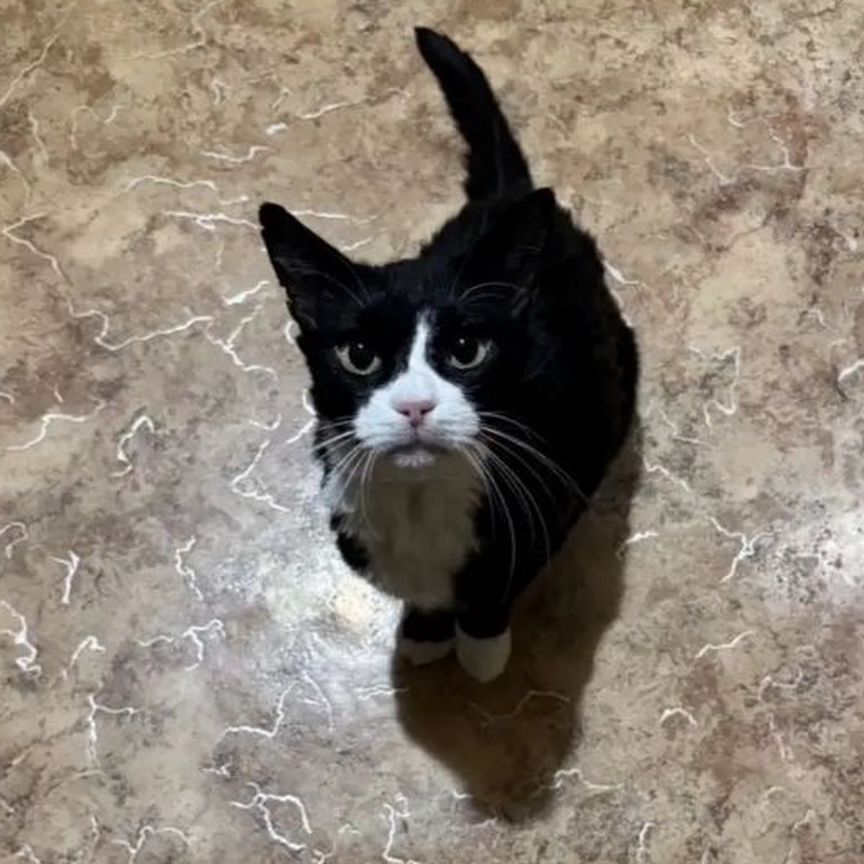 Взрослый кот в добрые руки