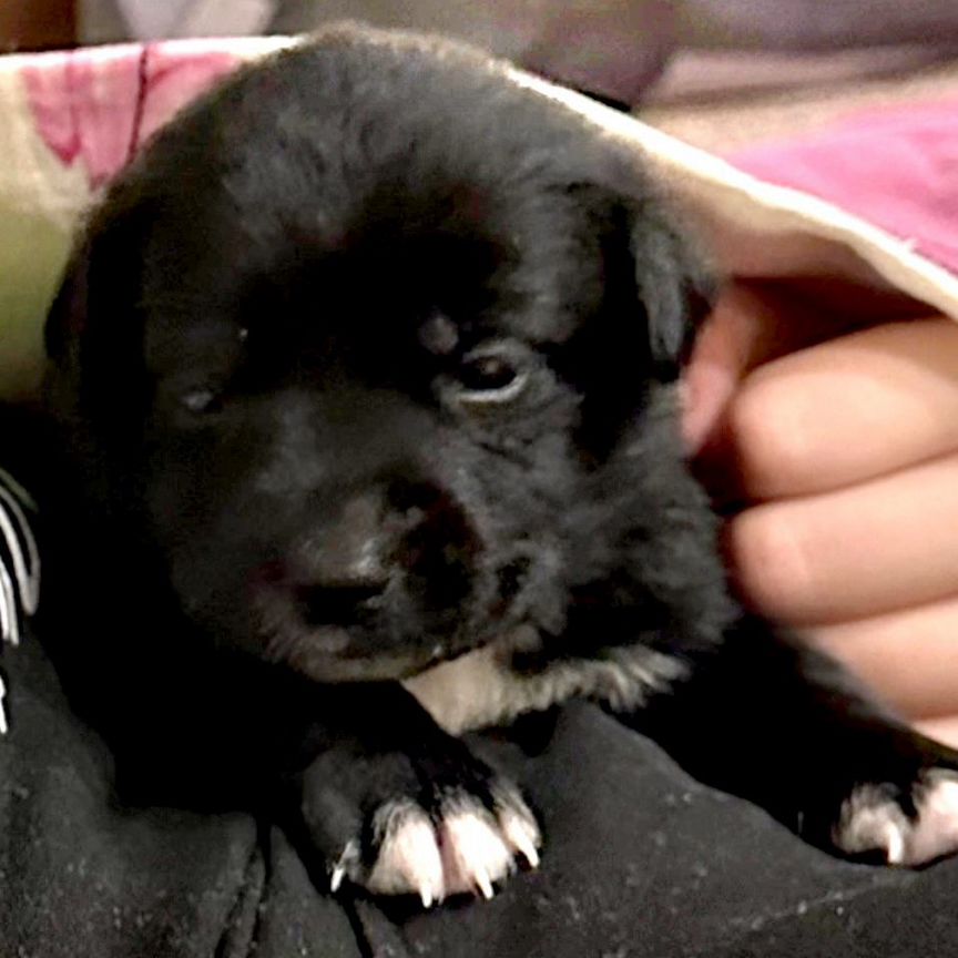 Щенок в добрые руки