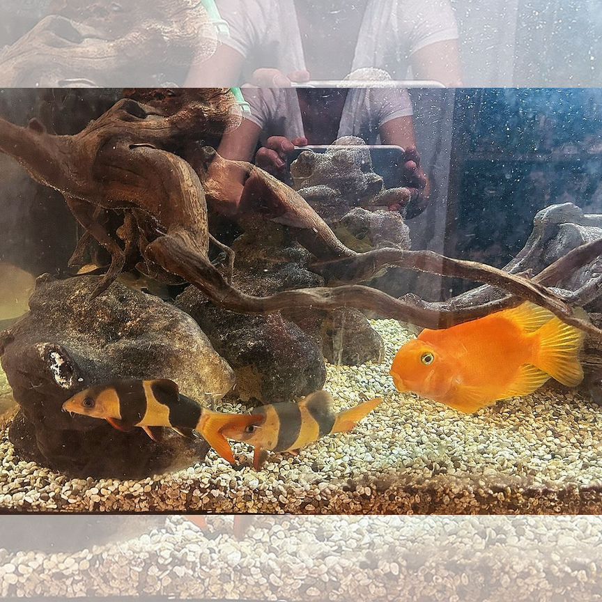 Аквариумные хищники