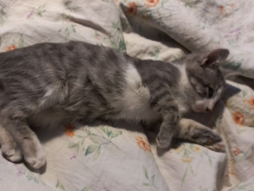 Серый котенок мальчик