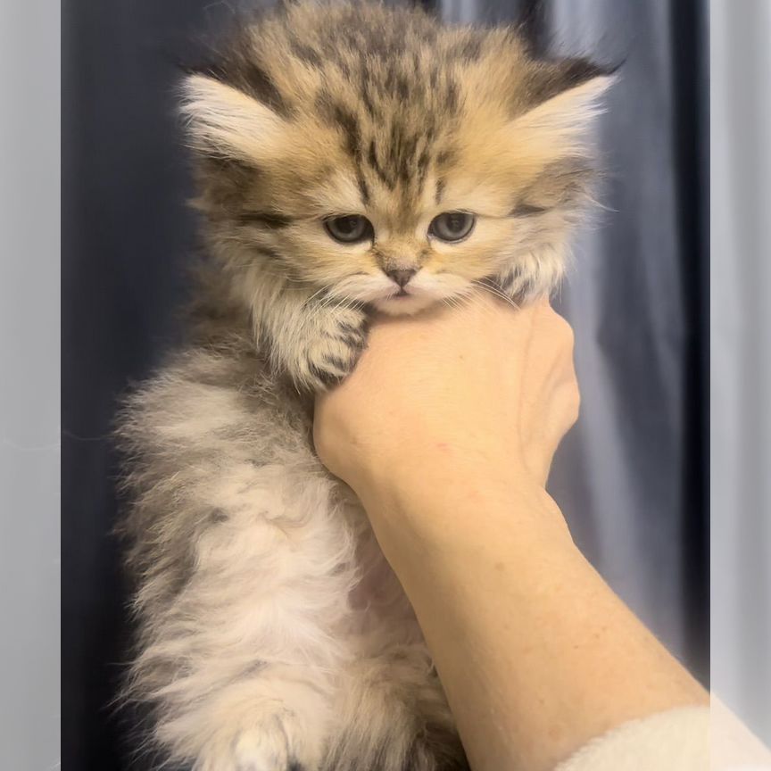 Персидский котёнок