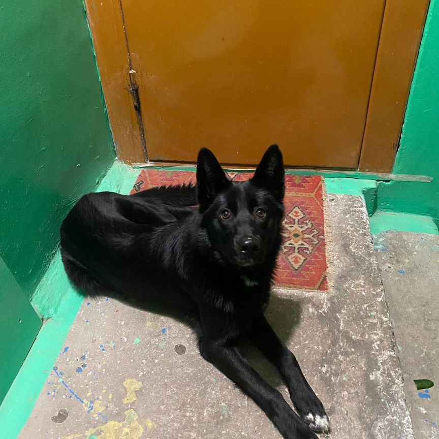 Молодая стерилизованная сука, выкинули