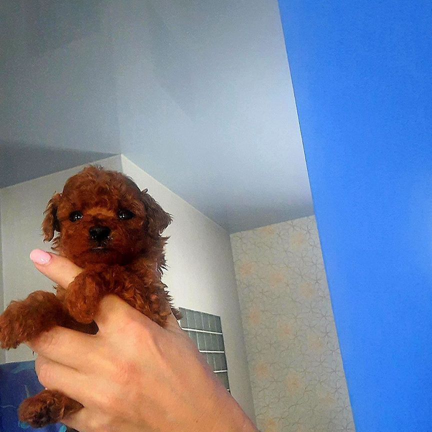 Пудель Тедди Тикап пудель Той