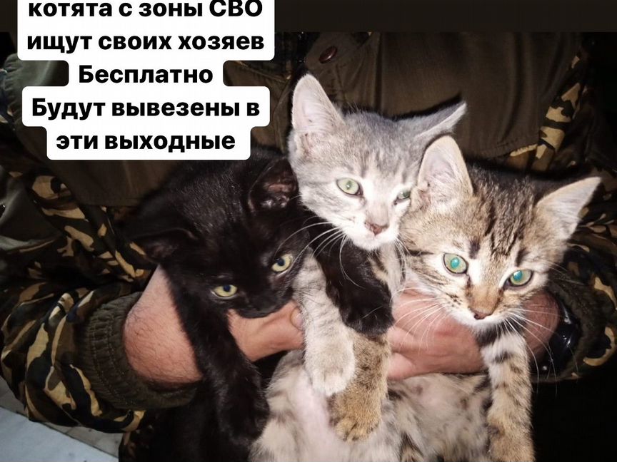 Кошки бесплатно