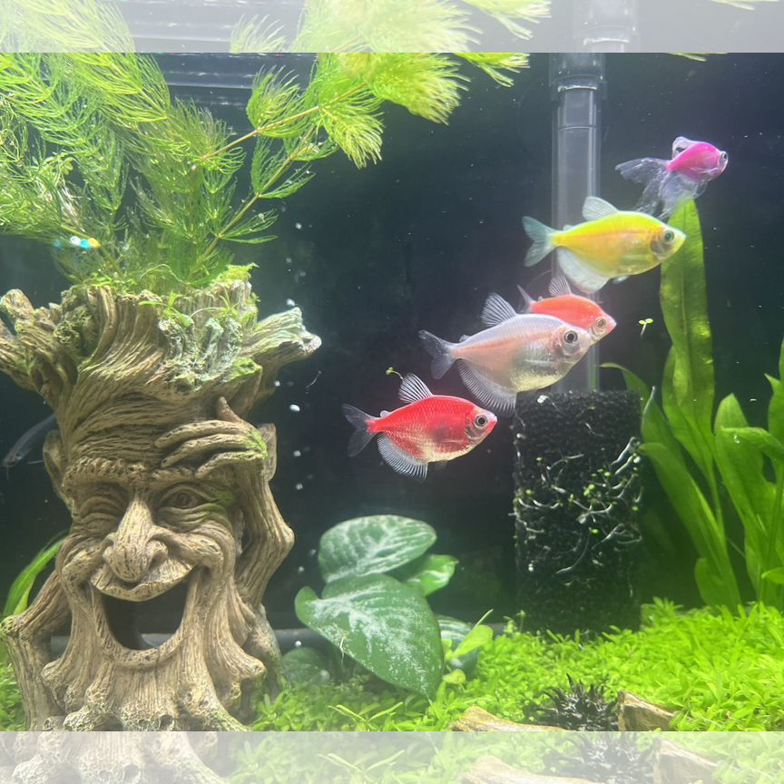 Тернеции glofish