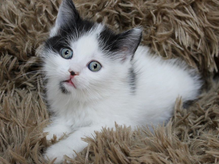 Котенок Масяня ищет дом