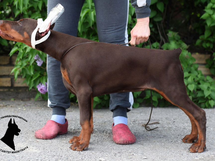 Домашние животные собаки щенки