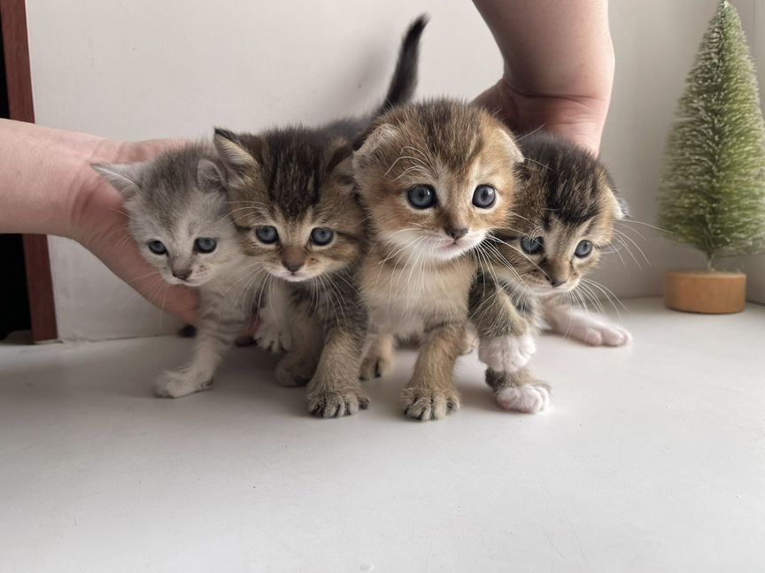 Котята шотландские шиншилла