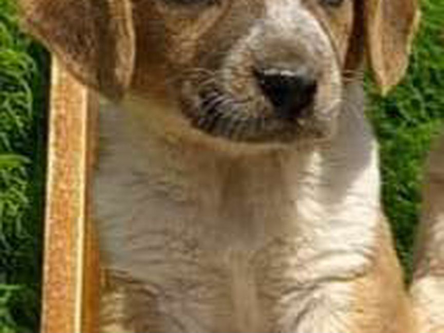 Щенки Бигль