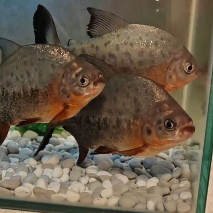 Пиранья паку