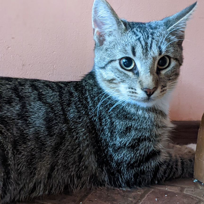 Взрослый кот в добрые руки