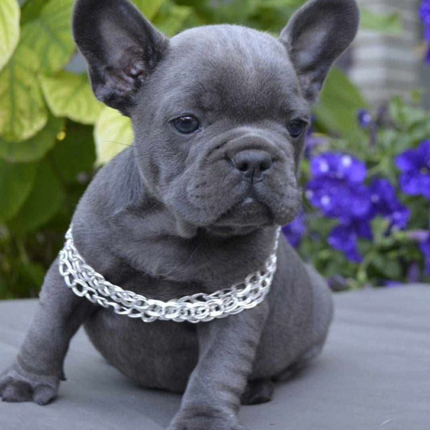 Щенки голубые, лиловый