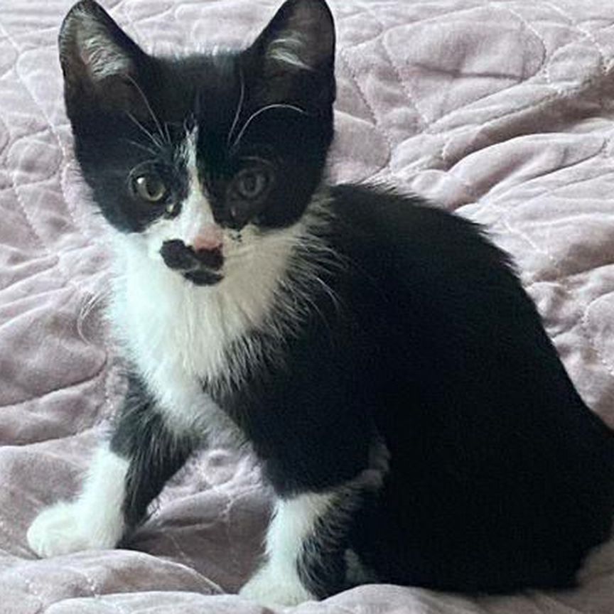 Сибирский котёнок