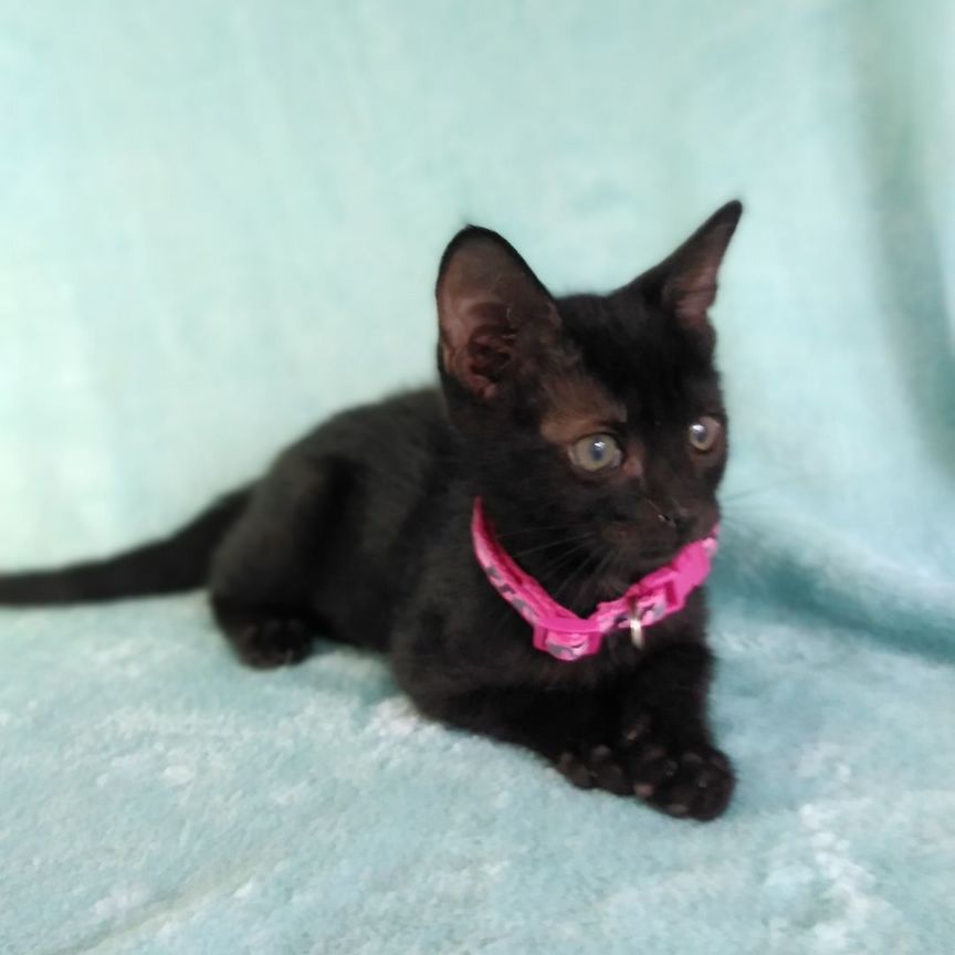 Котёнок Снежка, 3.5мес