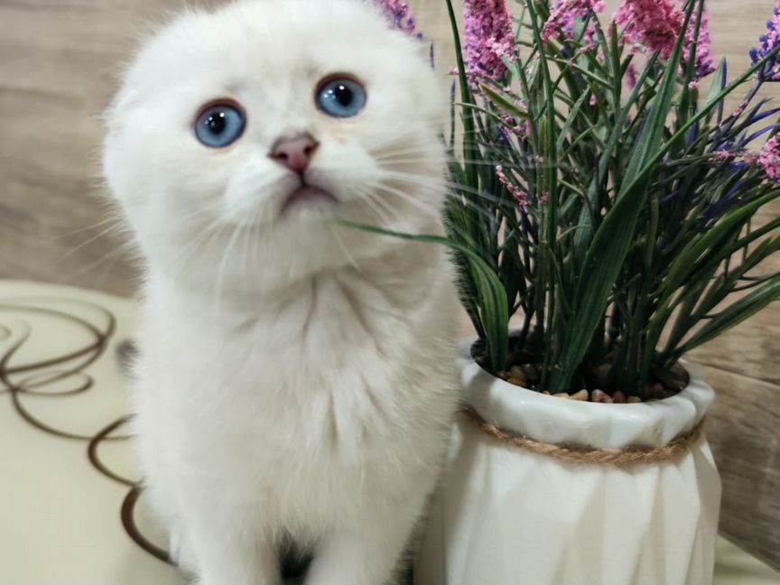 Шотландская вислоухая шиншилла