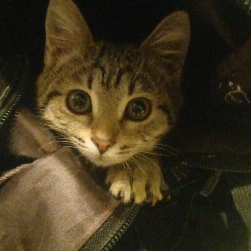 Кошка охотница