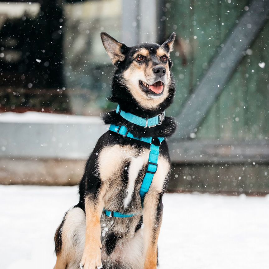 Чейз ждет свою семью
