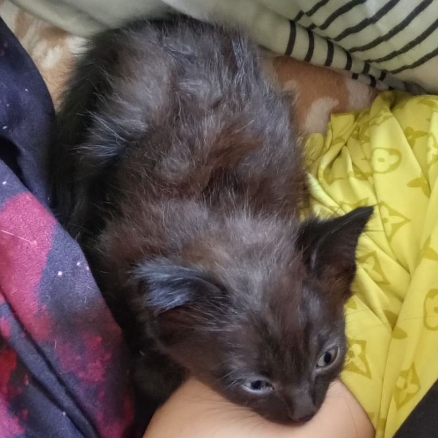 Котёнок в добрые руки