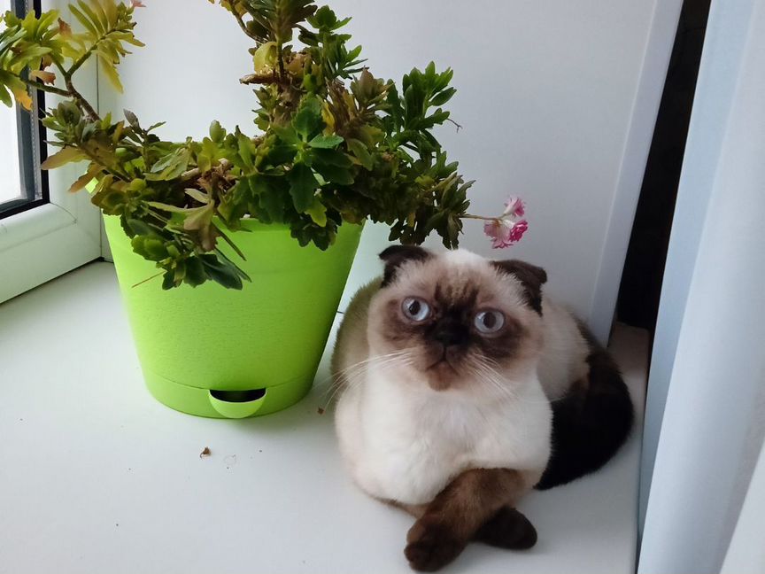 Продадим котёнка в хорошие руки