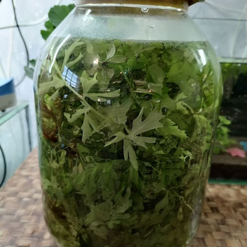 Папоротник Цератоптерис. Прополка