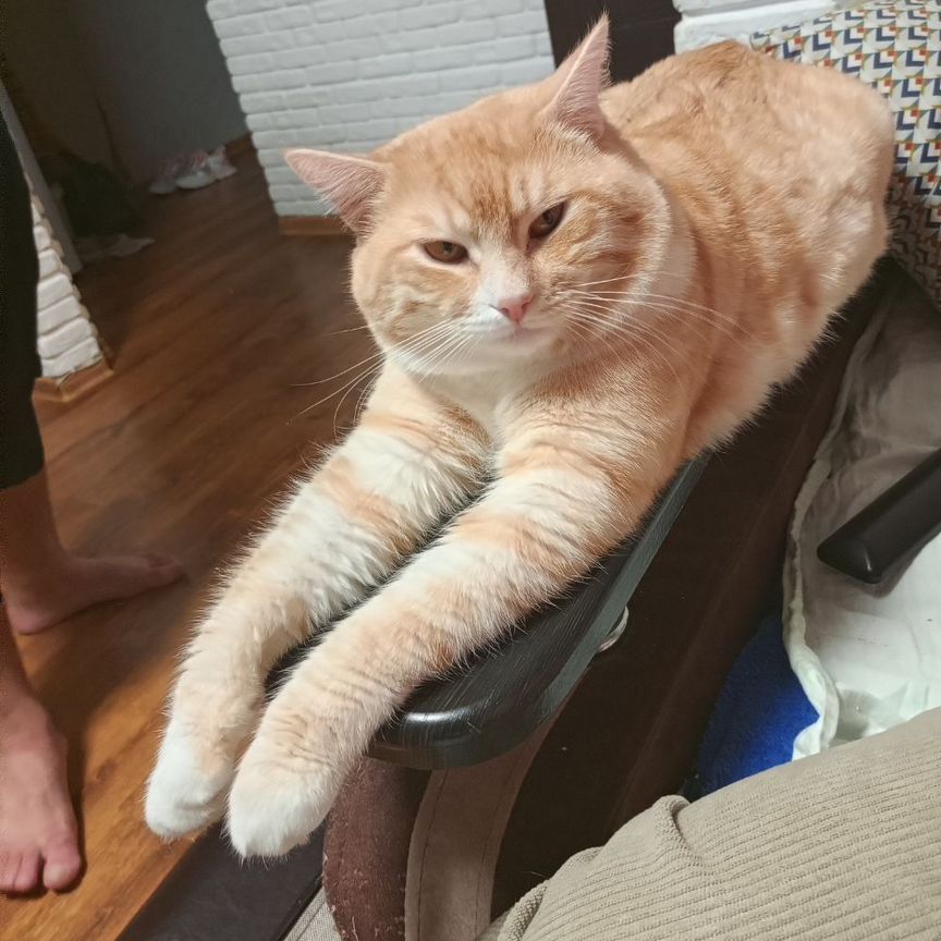 Котик для вязки