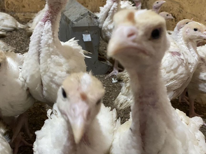 Индюк Биг 6 Словакия