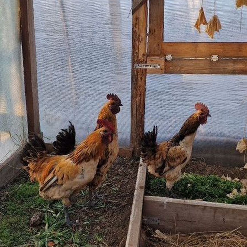 Петушки порода Лакиданзи