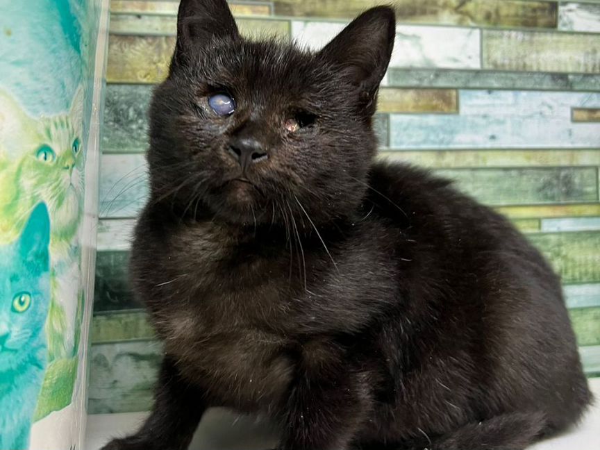 Особенная кошка в добрые руки