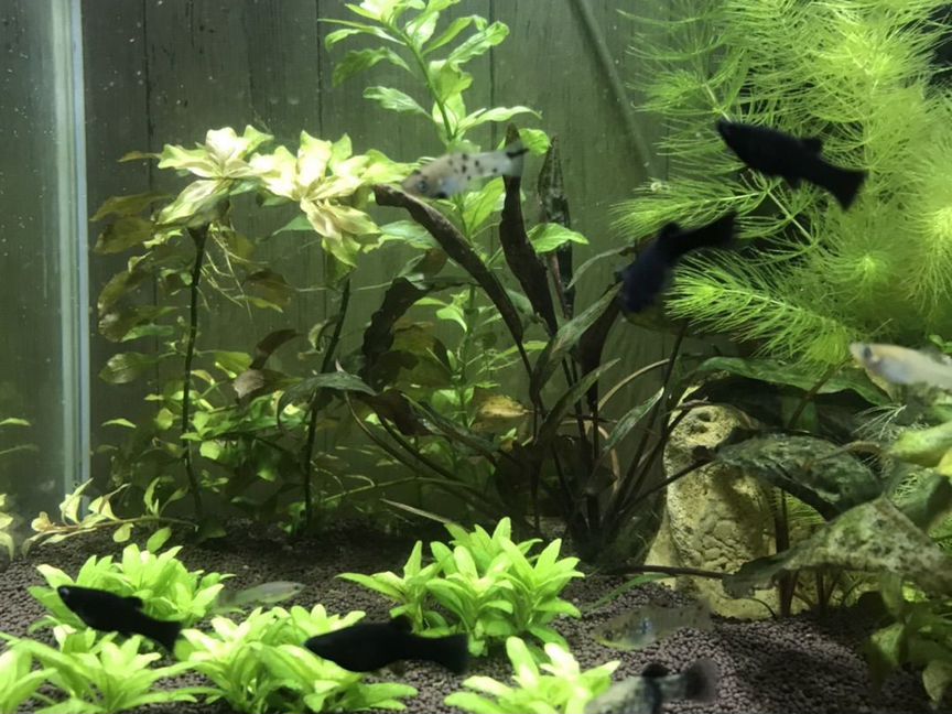 Черные моллинезии