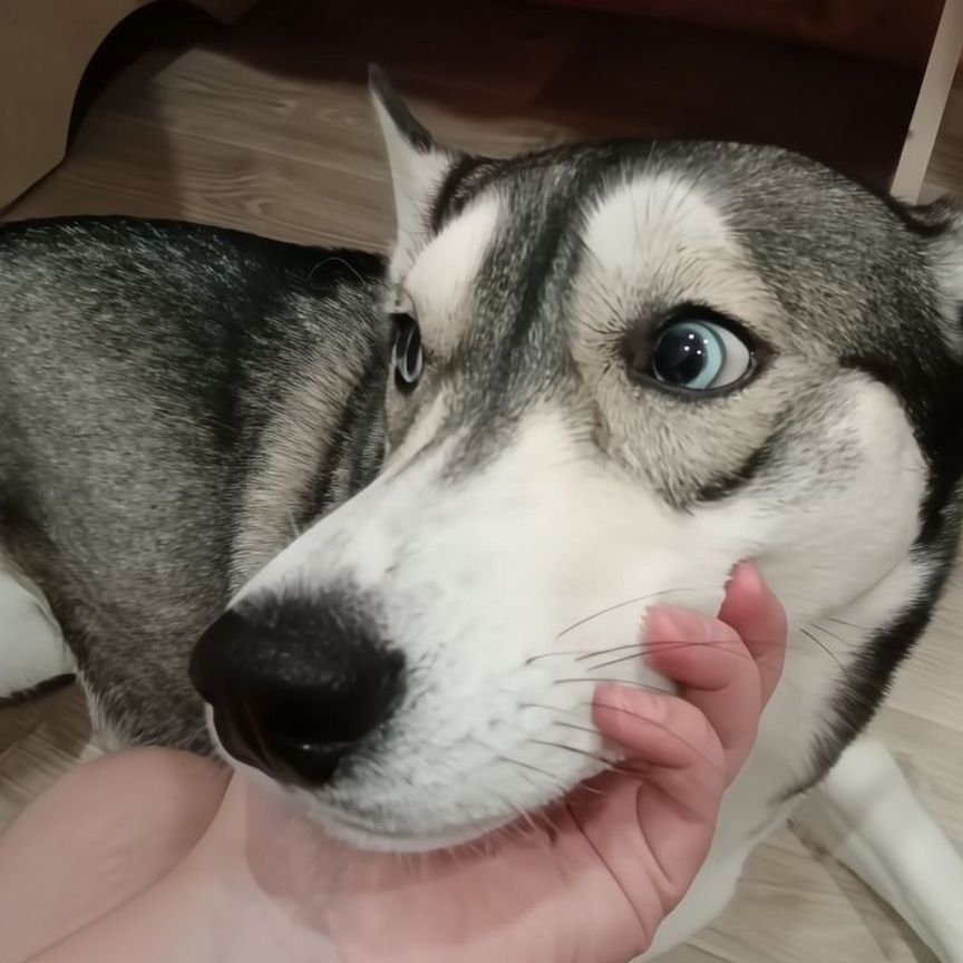 Сибирский хаски, взрослая собака