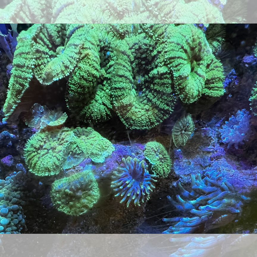 Морские кораллы